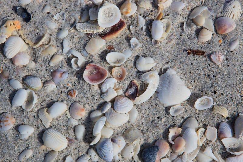 Shells and sand stock photo. Image of ocean, pink, beach - 28668082