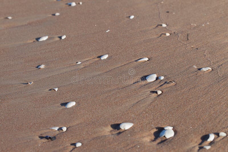 Shells in sand. stock image. Image of marine, shell, shore - 28760455