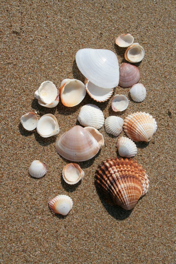 Shells on the sand stock photo. Image of travel, detail - 7838202