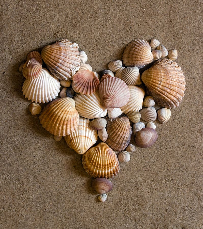 Shells on sand stock image. Image of graphic, element - 7889095