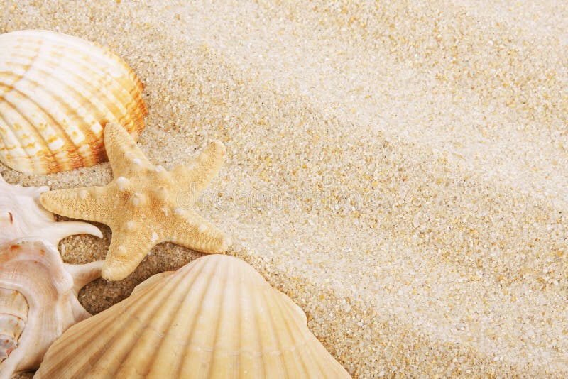 Shells and sand stock image. Image of shells, background - 33431549
