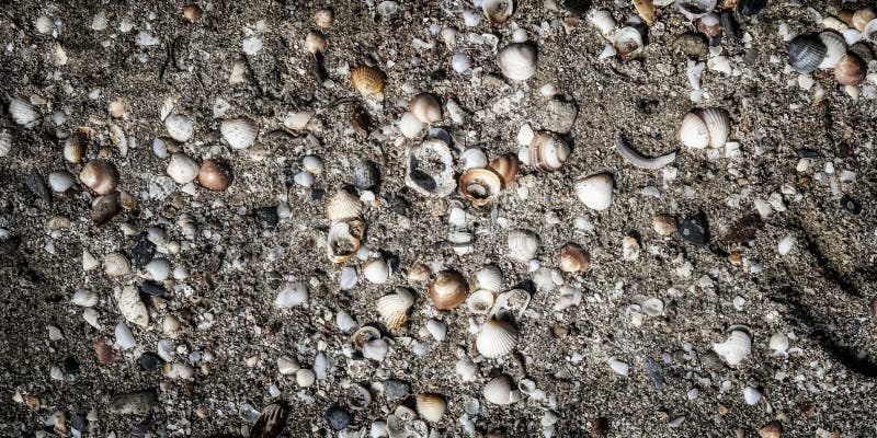 Shells Sand Background stock photo. Image of rough, foot - 269213894