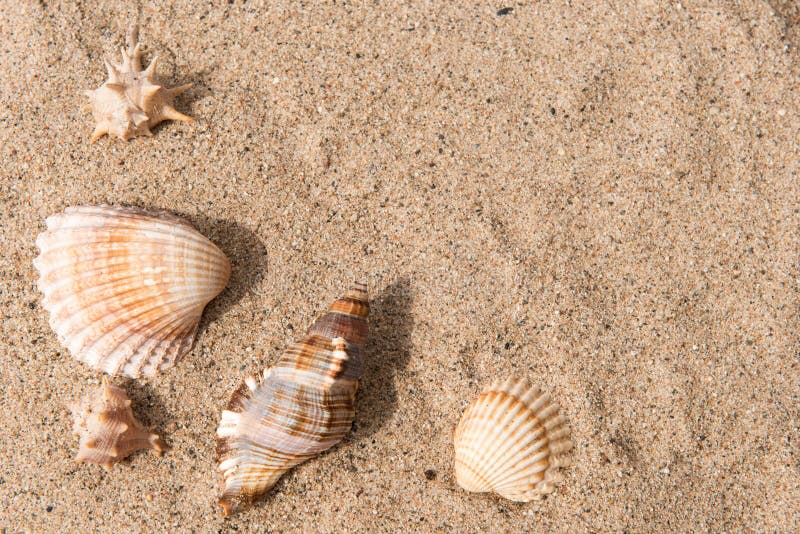 Shells in the Sand, Background Stock Photo - Image of summertime ...