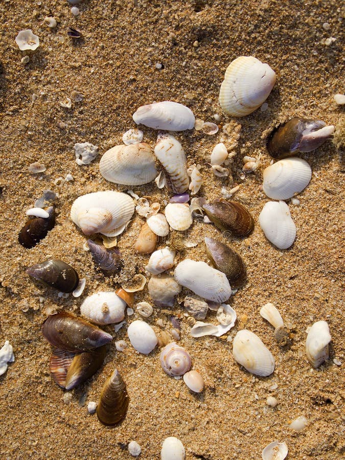 Shells in the sand stock image. Image of small, tourism - 39974523
