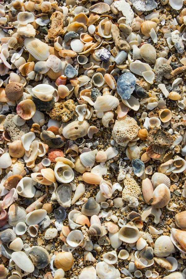 Shells stock photo. Image of summer, coast, beach, sand - 45919158