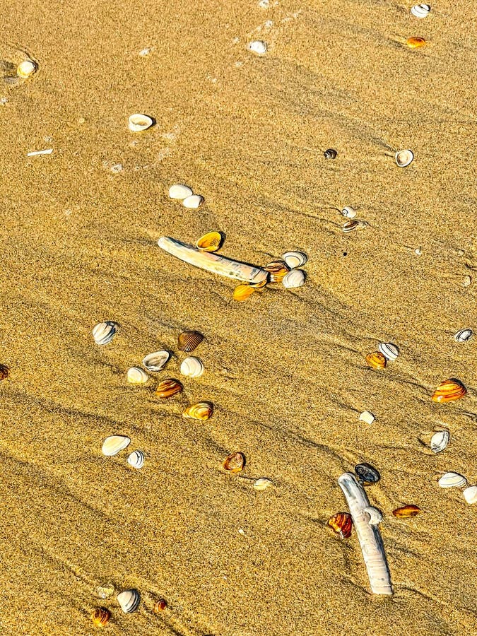 Shells in the sand stock photo. Image of shells, razor - 298095022