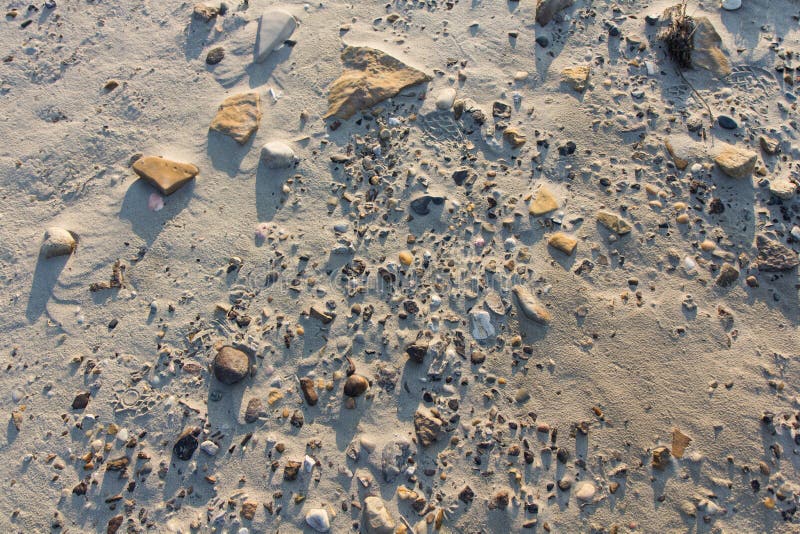 Shells in the Sand on the Beach, Close-up, in the Lena River Stock ...