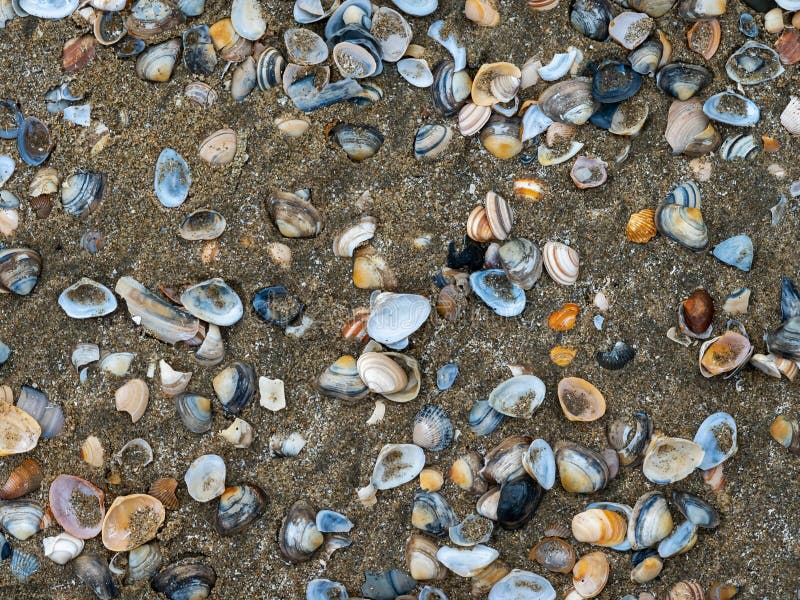 Shells on Sand Beach.Many Types of Shells on Sand Stock Photo - Image ...