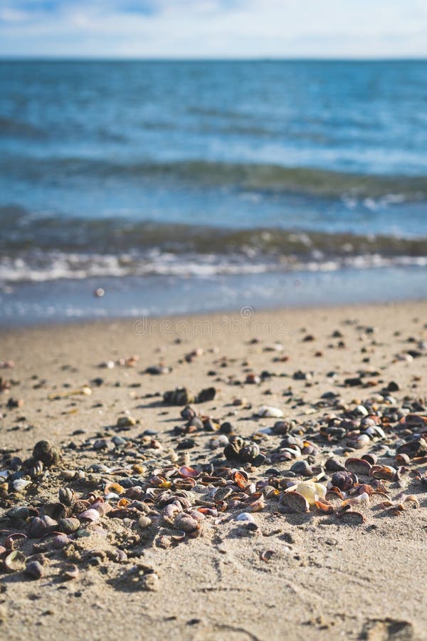 Shells on Sand Beach Near Ocean Contrast Stock Image - Image of ...