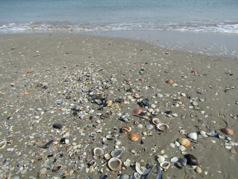 Shells on the Sand beach stock image. Image of beach - 148268229
