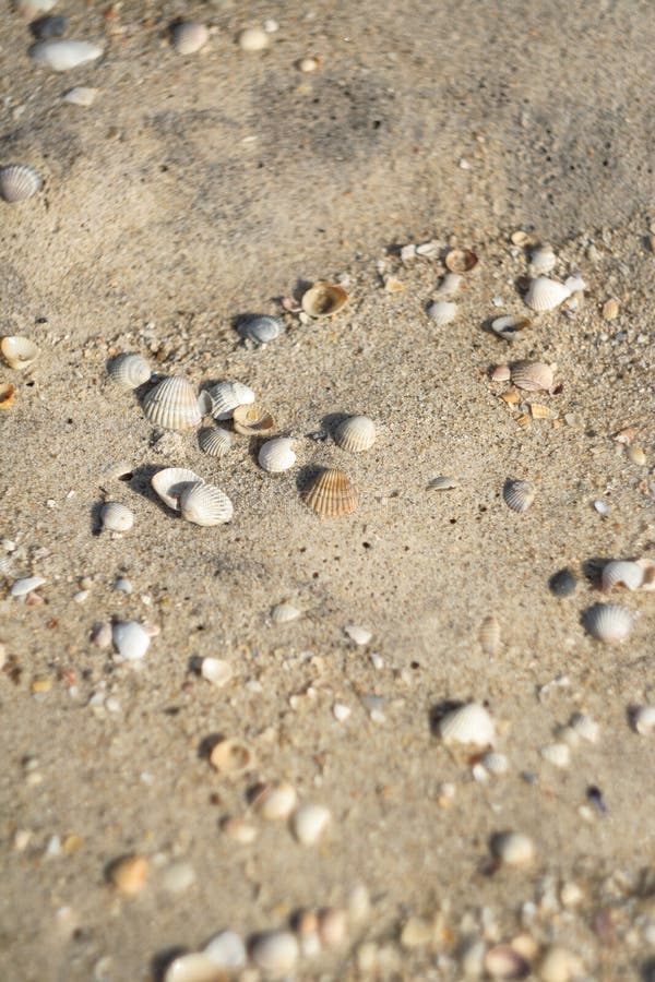 Shells on Sand Beach, Selective Focus. Sea Sand and Shells Texture ...