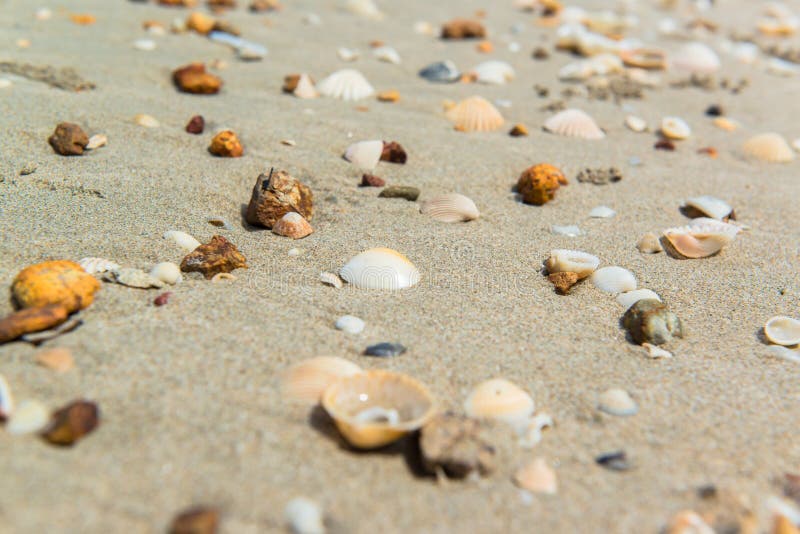Shells on the sand beach stock image. Image of aquatic - 32833621
