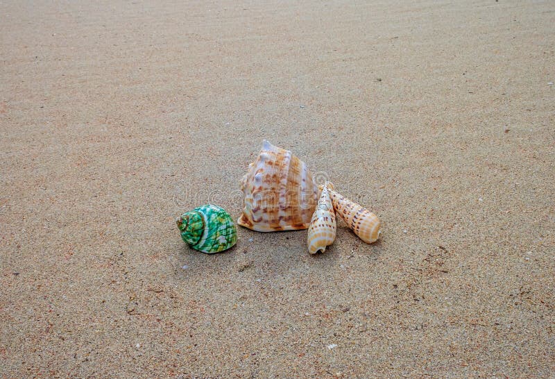 Shells on the sand stock photo. Image of seashell, ocean - 36122388