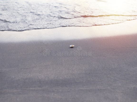 Shells on the Sand Being Blown into the Sea Stock Image - Image of ...