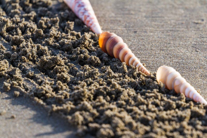 Shells in the sand stock image. Image of west, nature - 190118591