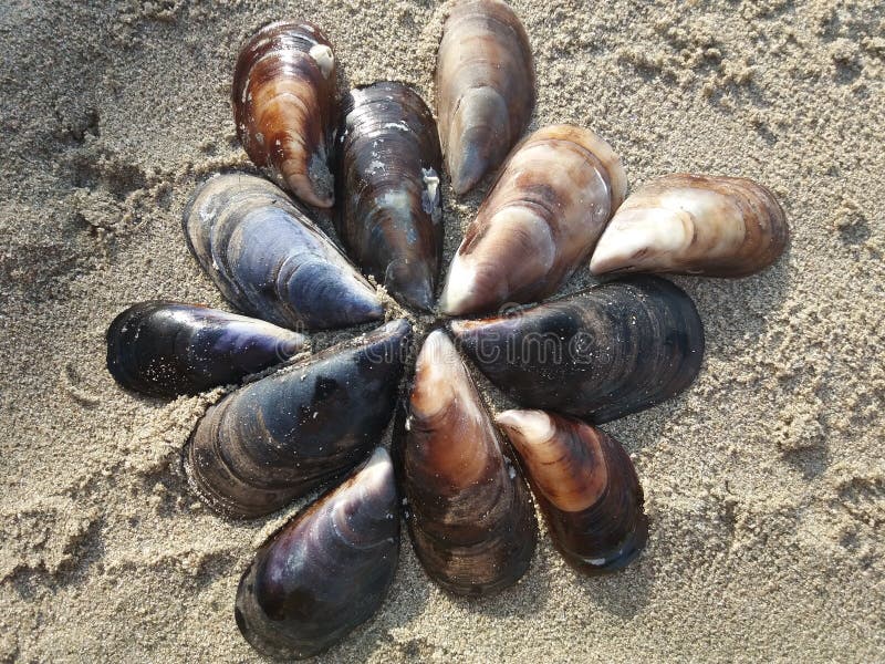 Flower from shells stock image. Image of sunny, flower - 107701923