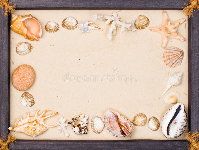 Shells on sand in frame stock photo. Image of nature - 20293382
