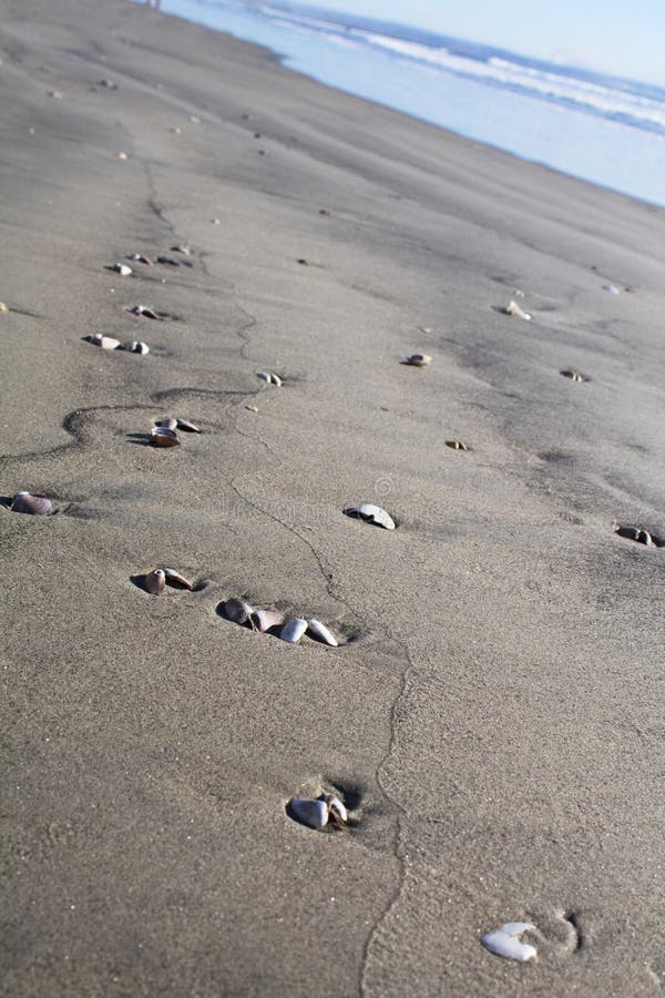 Shells in the Sand Going Off into the Distance Stock Photo - Image of ...