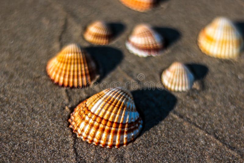 437 Greek Shells Stock Photos - Free & Royalty-Free Stock Photos from ...