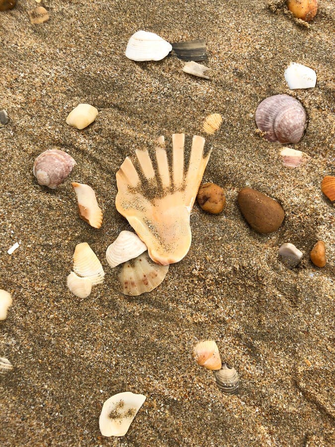 Shells on the sand stock photo. Image of beach, land - 195982186