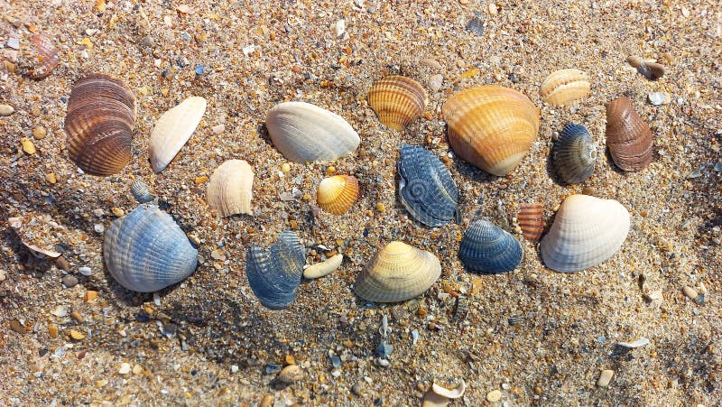 Shells on the sand stock image. Image of coral, pattern - 286322091