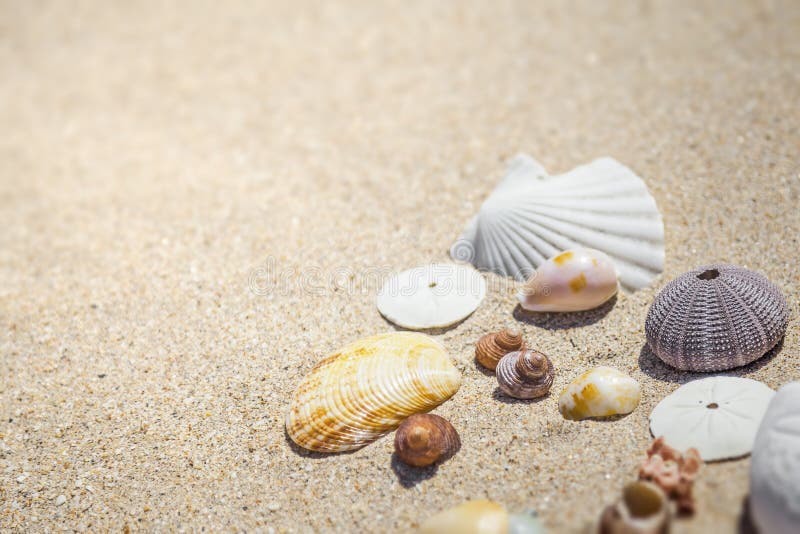Sea Shells on Sand at the Beach Stock Photo - Image of seashore, space ...