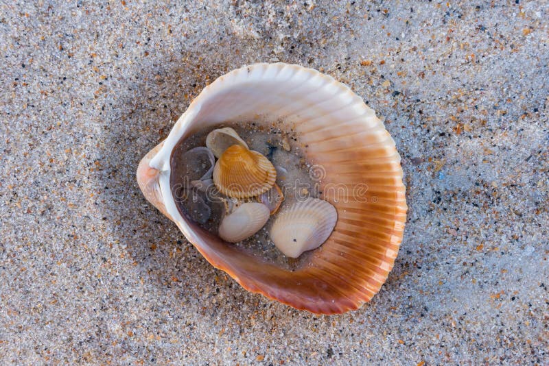 Shells and Sand Inside Larger Shell Stock Photo - Image of orange ...