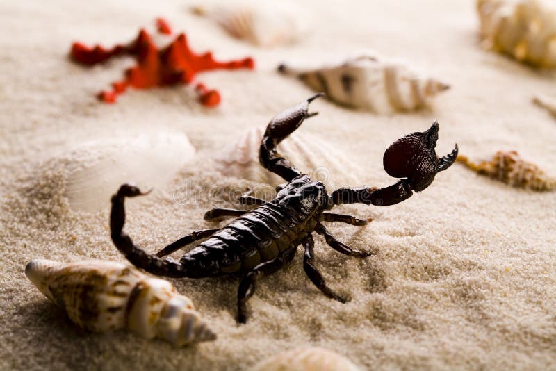 Scorpion stock photo. Image of curl, desert, close, sand - 16459960