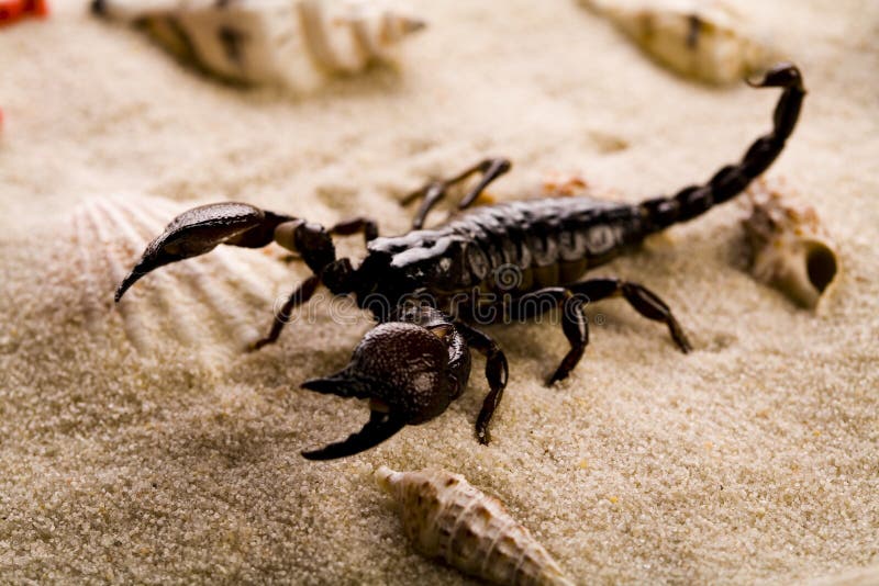 Shells, sand and scorpion stock image. Image of desert - 6294797