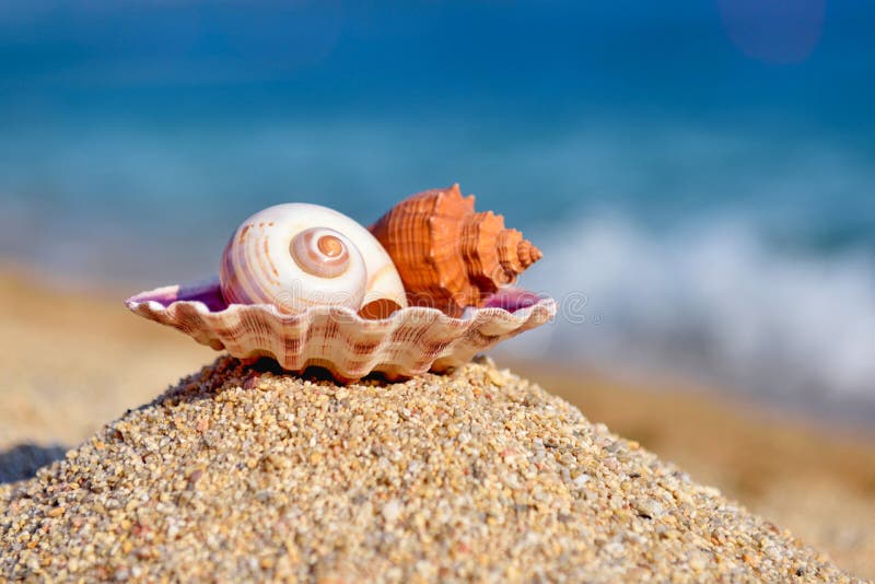 Shells on the Sand by the Sea on a Hot Sunny Day. Summer Concept Stock ...