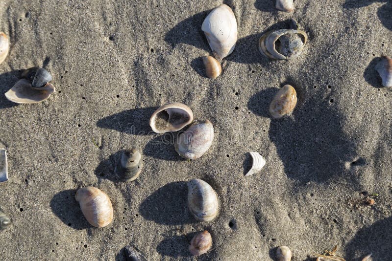 The Shell on the Sand stock photo. Image of white, seashell - 105920620
