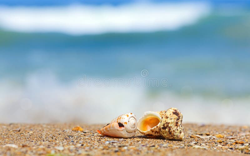 Shells in Sand on the Sea Side Stock Photo - Image of concept, spiral ...