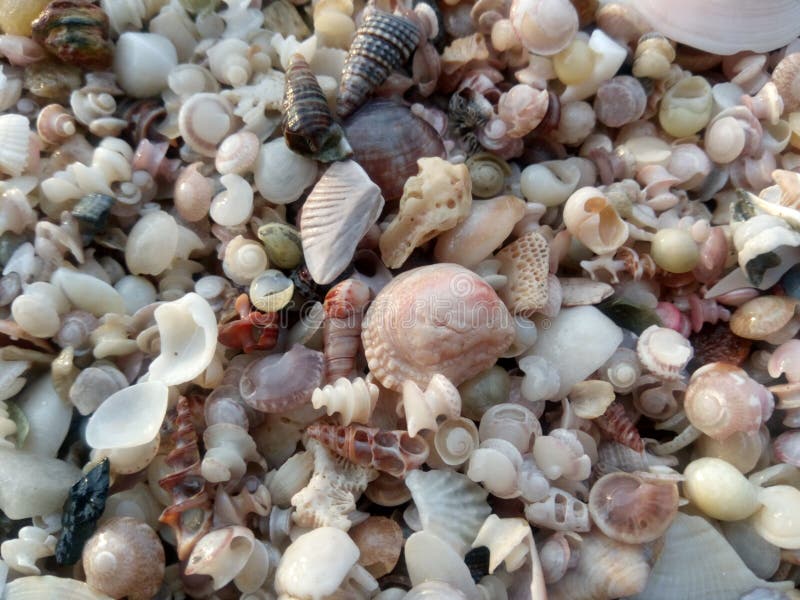 Shells and sand stock image. Image of look, shell, sand - 89727069