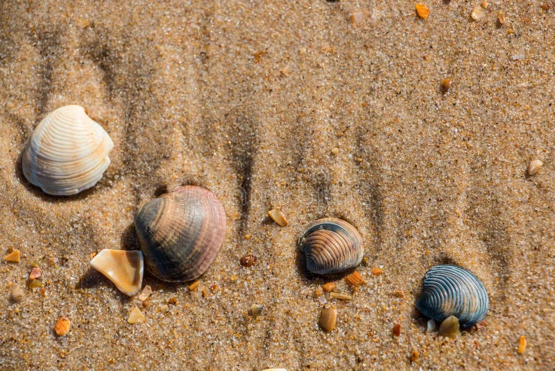 Shells on the sand stock image. Image of shells, fairytale - 102539359
