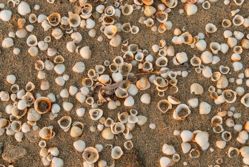 Shells in the sand stock photo. Image of beach, shell - 60265464
