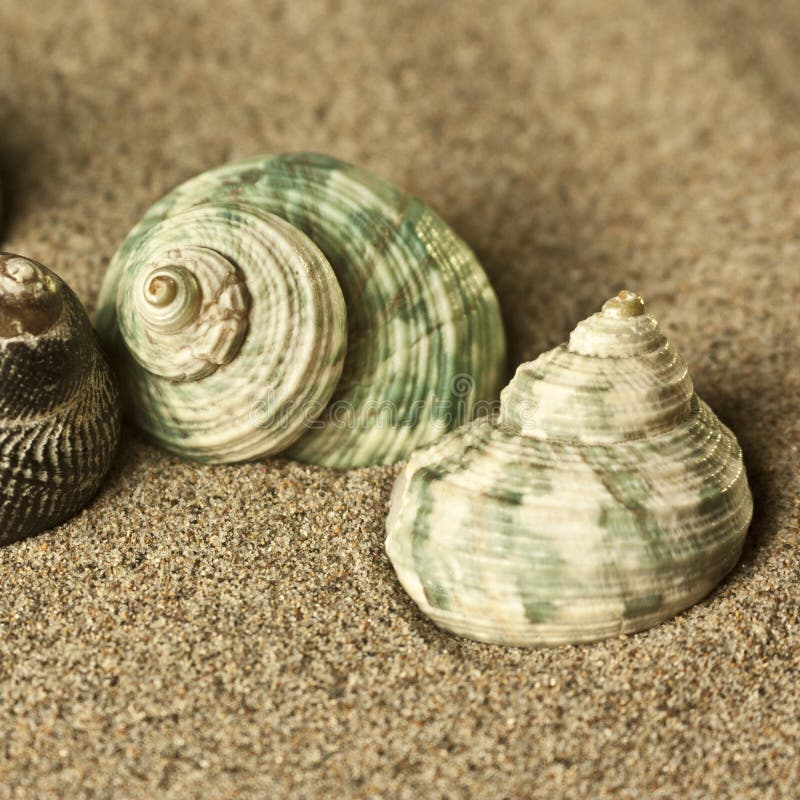 Shells on Full Sand Background Stock Image - Image of holiday, shore ...