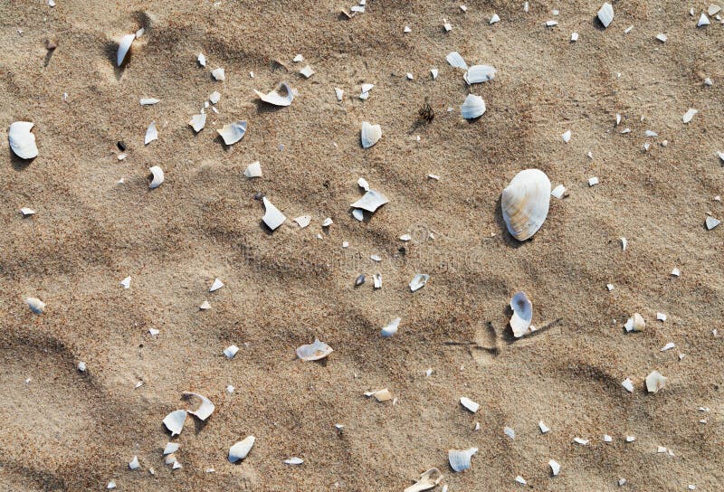 Shells on the sand stock image. Image of travel, sand - 161861559
