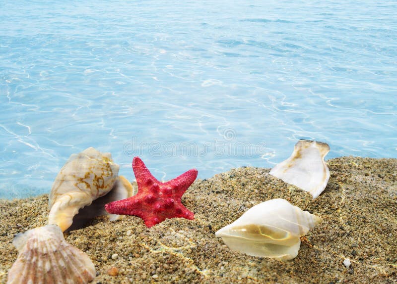 Shells under water stock photo. Image of pacific, beach - 36067626