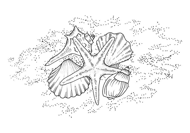 Shells on the Sand. Vector Outline Illustration of Sea Bottom. Hand ...
