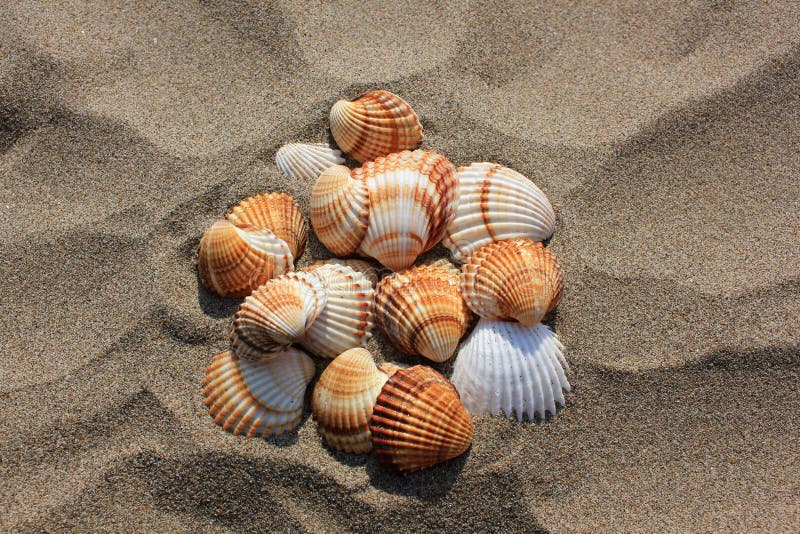 420 Greek Shells Photos - Free & Royalty-Free Stock Photos from Dreamstime