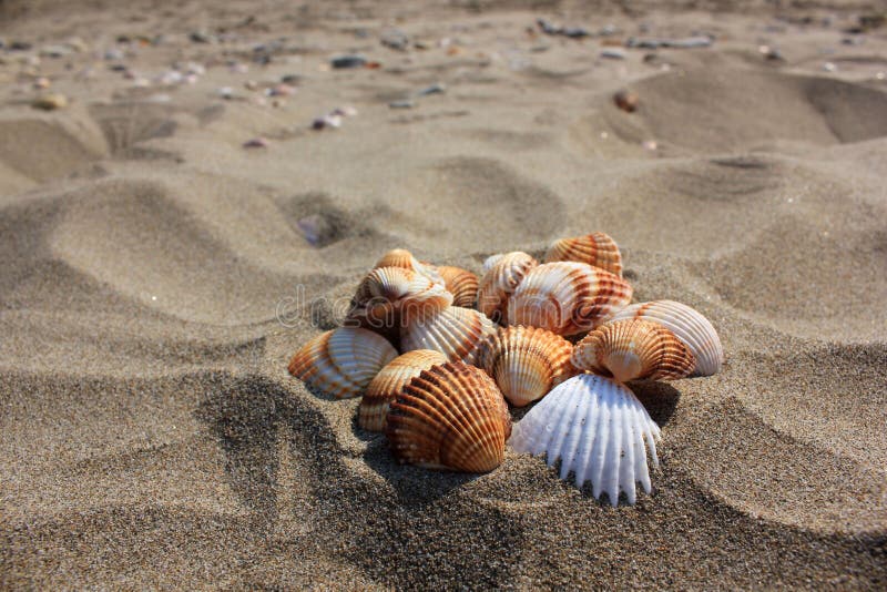 Shells on the Sand, Zante Island Stock Photo - Image of coast, group ...