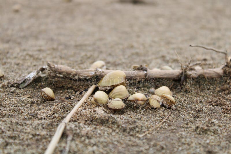 A Shells on the Sandy Beach Along the River. Stock Image - Image of ...