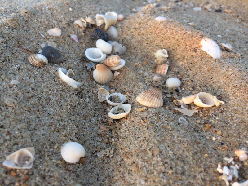 Shells and Sandy Beach Background Stock Photo - Image of beauty ...