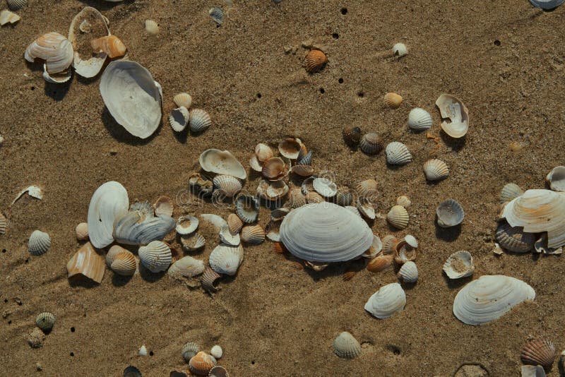 Shells on a sandy beach stock image. Image of sand, grain - 72222709