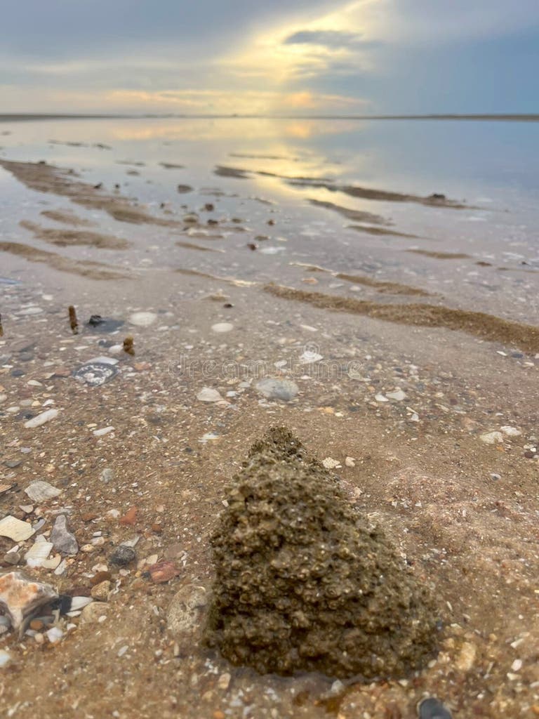 299 Poke Beach Stock Photos - Free & Royalty-Free Stock Photos from ...