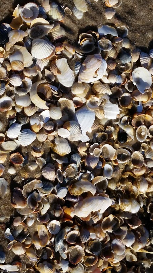 Shells stock photo. Image of floor, details, environmental - 184830032