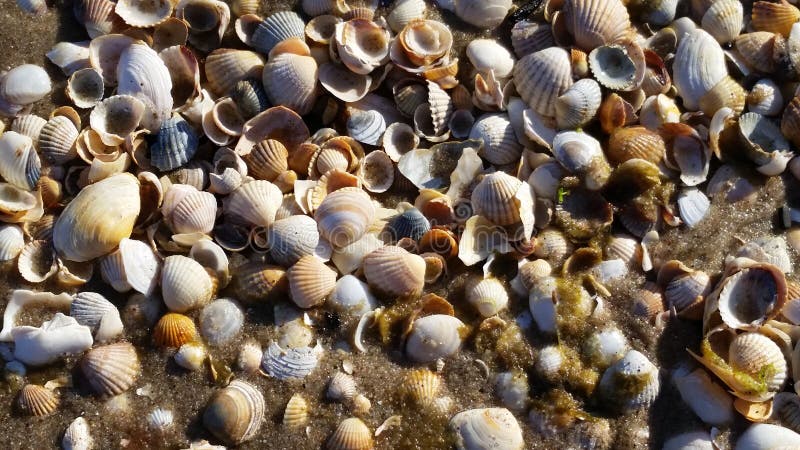 Shells. Poor Environment stock image. Image of baltic - 184573031