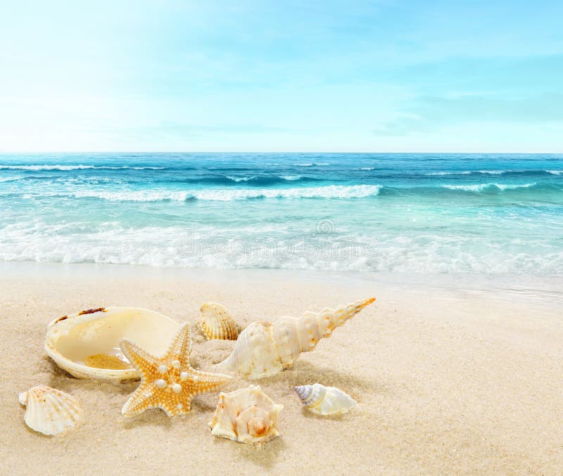 Landscape with Shells on Sandy Beach. Stock Photo - Image of nature ...
