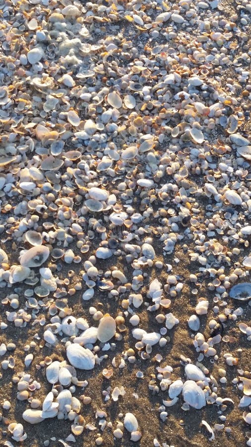 Nature. Shells on Sandy Beach Stock Photo - Image of brown, clost ...
