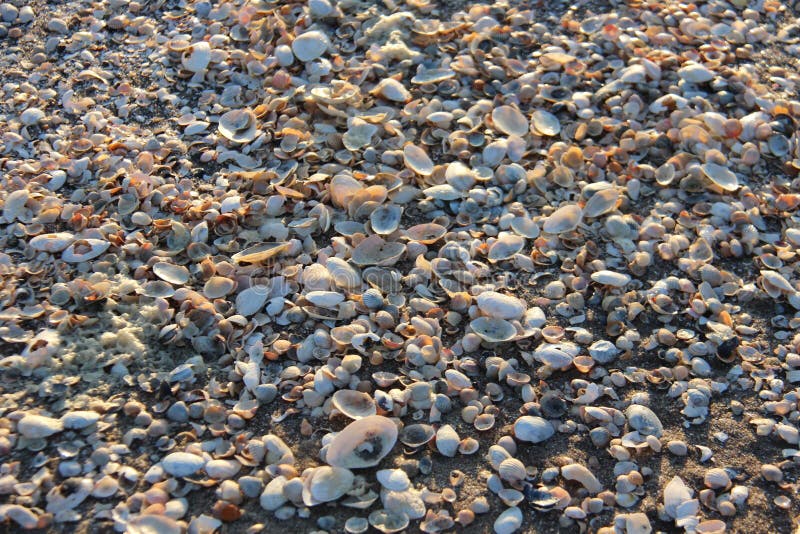 Shells on Black Sand Beach stock photo. Image of seashell - 185870912